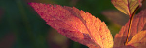 Syksyn lehtiä -kuvagalleria - Luontosivusto